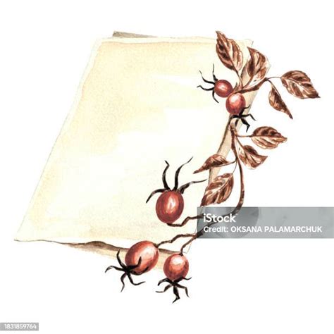 로즈힙 가지 과일 잎이 있는 수채화 시트 오래 된 편지지 그림 템플릿입니다 초대장과 카드 포장 및 직물 스티커에 인쇄를 위한 손으로 그린 고립된 그림 가을에 대한 스톡 벡터