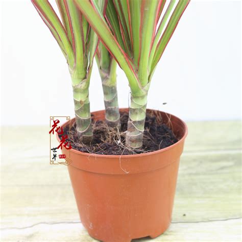 七彩铁五彩千年木盆栽三色龙血树红竹观叶植物吸甲醛室内绿植花卉 爱鉴花 智能清新生活