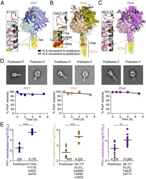 Structure Based Design Of A Quadrivalent Fusion Glycoprotein Vaccine