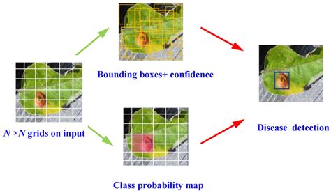 Revolutionary Self Supervised Learning Set To Transform Plant Disease
