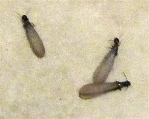 Swarming Termites All You Need To Know For Effective Prevention And