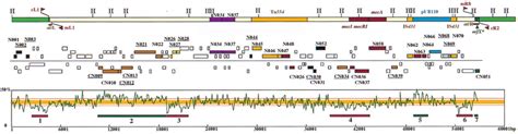 A The Essential Structure Of Mec Dna Locations Of The Essential Download Scientific Diagram