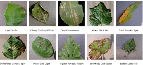 Figure 2 From Enhanced Crop Disease Detection With Efficientnet Convolutional Group Wise