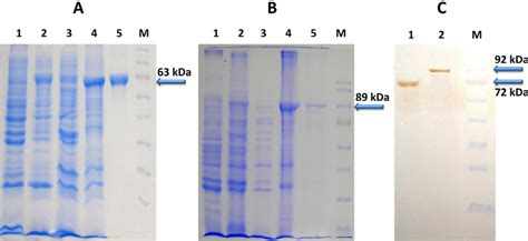 A Sds Page Analysis Of E Coli Expressed 6x His Tagged Pa Protein B