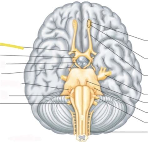 Pre Cranial Nerves Flashcards Quizlet