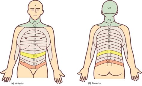 Upper Back Stomach Pain Dermatomes Chart And Map