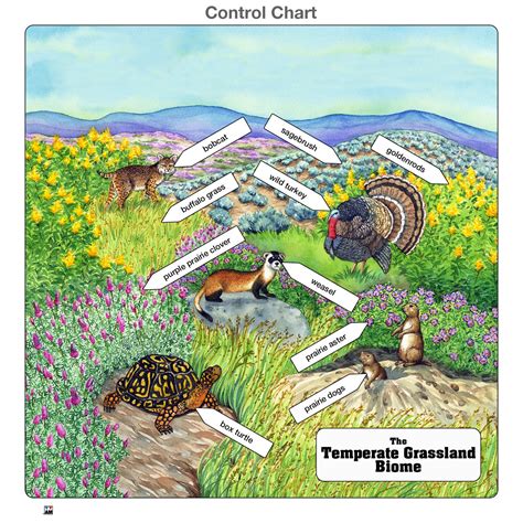 Grassland Food Chain