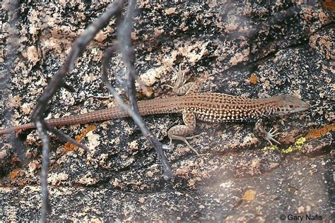 Sonoran Tiger Whiptail Aspidoscelis Tigris Punctilinealis