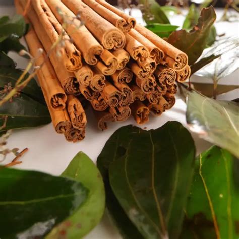 향긋한 시나몬 계피 효능 5가지 및 부작용 살균 감기 방충 도시농부