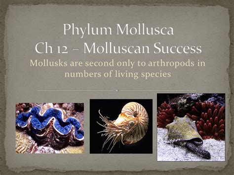Characters And Classification Of Phylum Mollusca