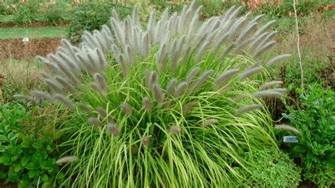Learn About Pennisetum Alopecuroides Lemon Squeeze Pp 34634 Lemon