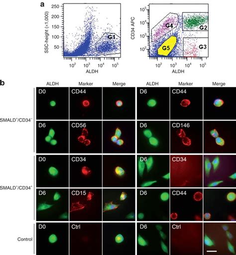Cell Sorting And Phenotypic Analysis In Vitro A Flow Cytometric Download Scientific Diagram