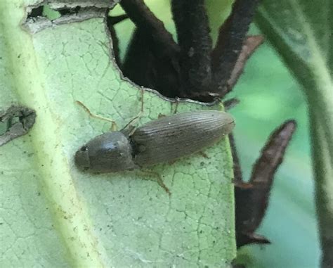 Conoderus Lividus In July 2022 By Privatenoaccess · Inaturalist