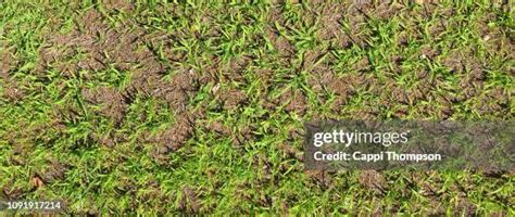 Crabgrass Photos And Premium High Res Pictures Getty Images