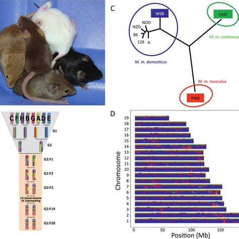 Pdf The Collaborative Cross A Recombinant Inbred Mouse Population For The Systems Genetic Era