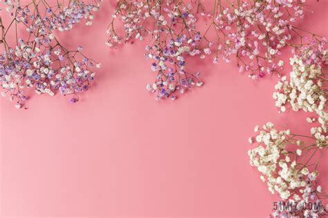 春天花卉满天星背景图片免费下载 觅知网