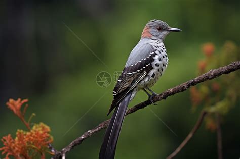 大自然的鸟类高清图片下载 正版图片600428807 摄图网