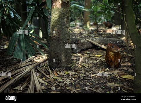 An Agouti Is Scanning The Surrounding And Staying Alert Stock Photo Alamy