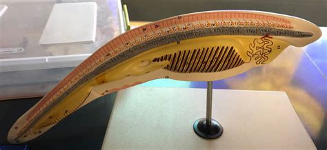 Amphioxus Diagram Ii Diagram Quizlet
