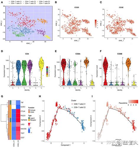 单细胞轨迹亚型解码肿瘤的异质性 知乎