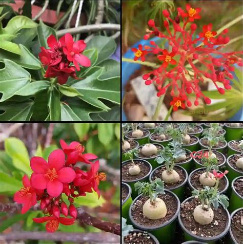177 Species In Genus Jatropha