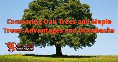 Oak Tree Vs Maple Tree Pros And Cons Craftingwithconcrete