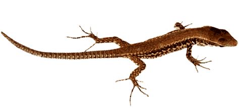 Lizard Transparent HQ PNG Download FreePNGimg