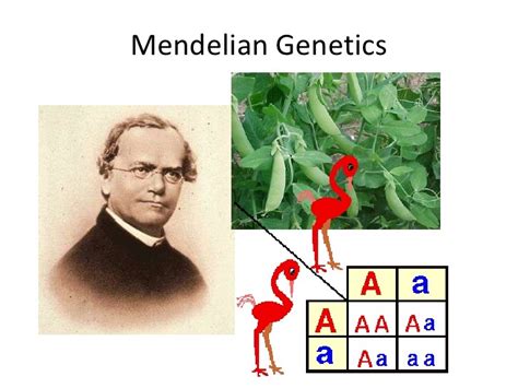 Extension Of Mendelian Genetics 4 1 4 6 Diagram Quizlet