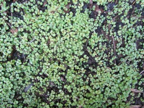 Shin Shiso Shiso Nouveau Yoko