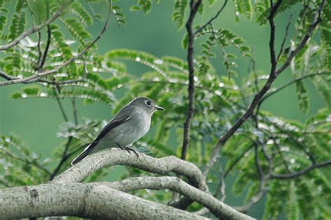コサメビタキ お気をつけて元気で渡ってね 熊野ロマンチックエリア