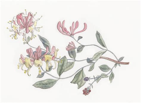Honeysuckle Vine Drawing