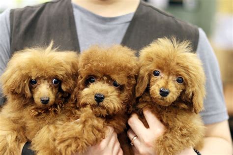 평택강아지무료분양 비전동강아지무료분양 평택푸들무료분양 비전동푸들무료분양 평택 2020 0022 푸들 3남매 책임분양 강아지배변훈련 도그마루 홈스쿨 강아지훈련소