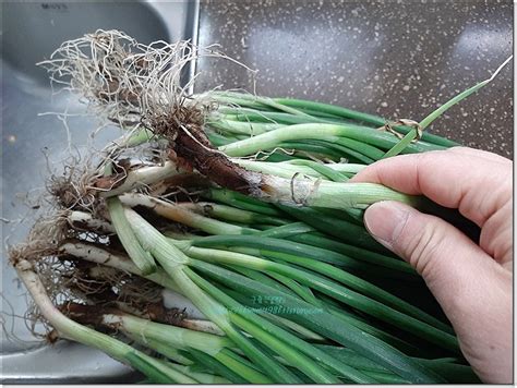 쪽파 보관법 오래두고 먹는 법