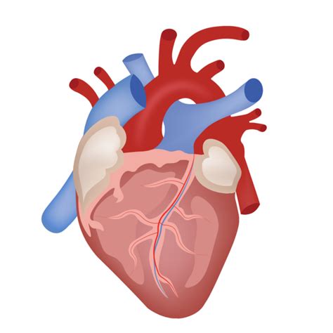 Heart Disease Dataset Kaggle
