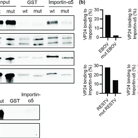Binding Of Vp24s To Importin α5 A Wild Type And Nls Mutated Vp24s Of