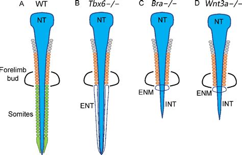 Figure 7 From The Origin And Regulation Of Neuromesodermal Progenitors