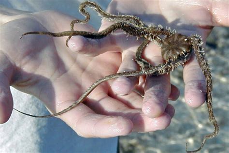 Echinoderms Examples Types Of Echinoderms From Around The World