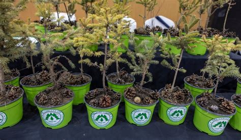 Модны тарьц суулгацын үзэсгэлэн зохион байгуулж байна