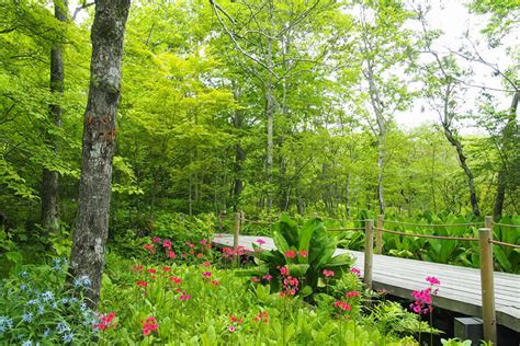 箱根湿生花園 小田原箱根の人気観光地をご紹介 公式観光フリーペーパー旅うらら