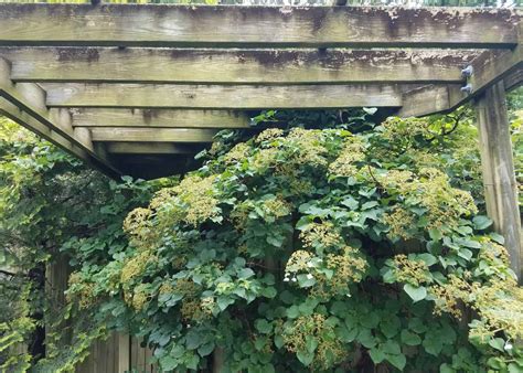 Growing A Climbing Hydrangea On A Trellis