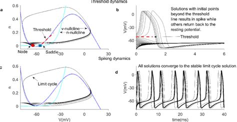 Resting And Spiking Dynamics In The Continuous Model The Continuous