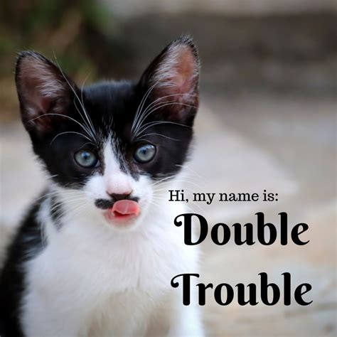 What Are Good Names For Tuxedo Cats At Maddison Chidley Blog