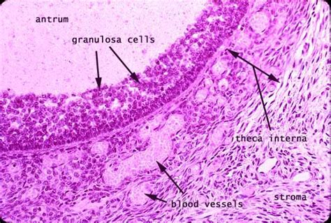 Histology At Siu