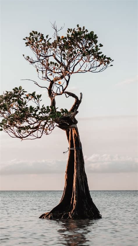 花草树木壁纸【36】风景手机静态壁纸 风景手机壁纸下载 元气壁纸