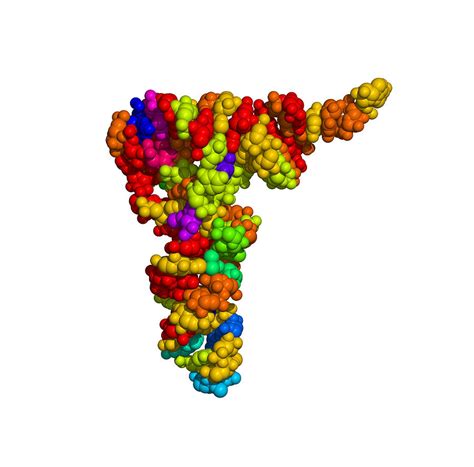 Ribosomal Rna Photograph By Dr Tim Evans