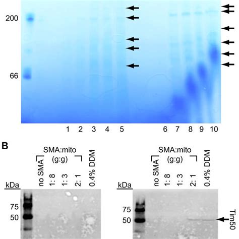 The Chemical Structure Of The Sma Copolymer The 31 Sma Copolymer