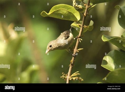 Tickells Flowerpecker Dicaeum Erythrorhynchos At Hebbal Lake