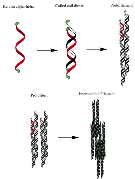 Polypeptide Chain In Hair