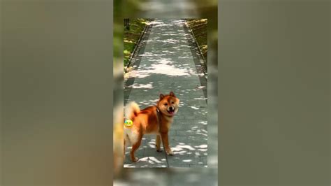 Shorts 14 시바 이누의 장난과 농담 귀여운친구들 Youtube