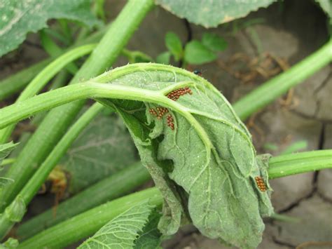 Squash Bugs Ipm Pest Advisories